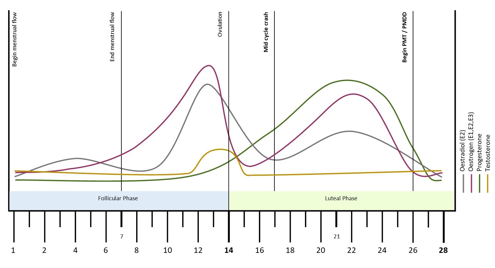 ADHD, PMDD, Mid Cycle Crash and Hormone Interactions - Joshua Davidson ...